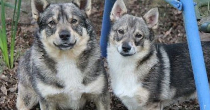 Puppies